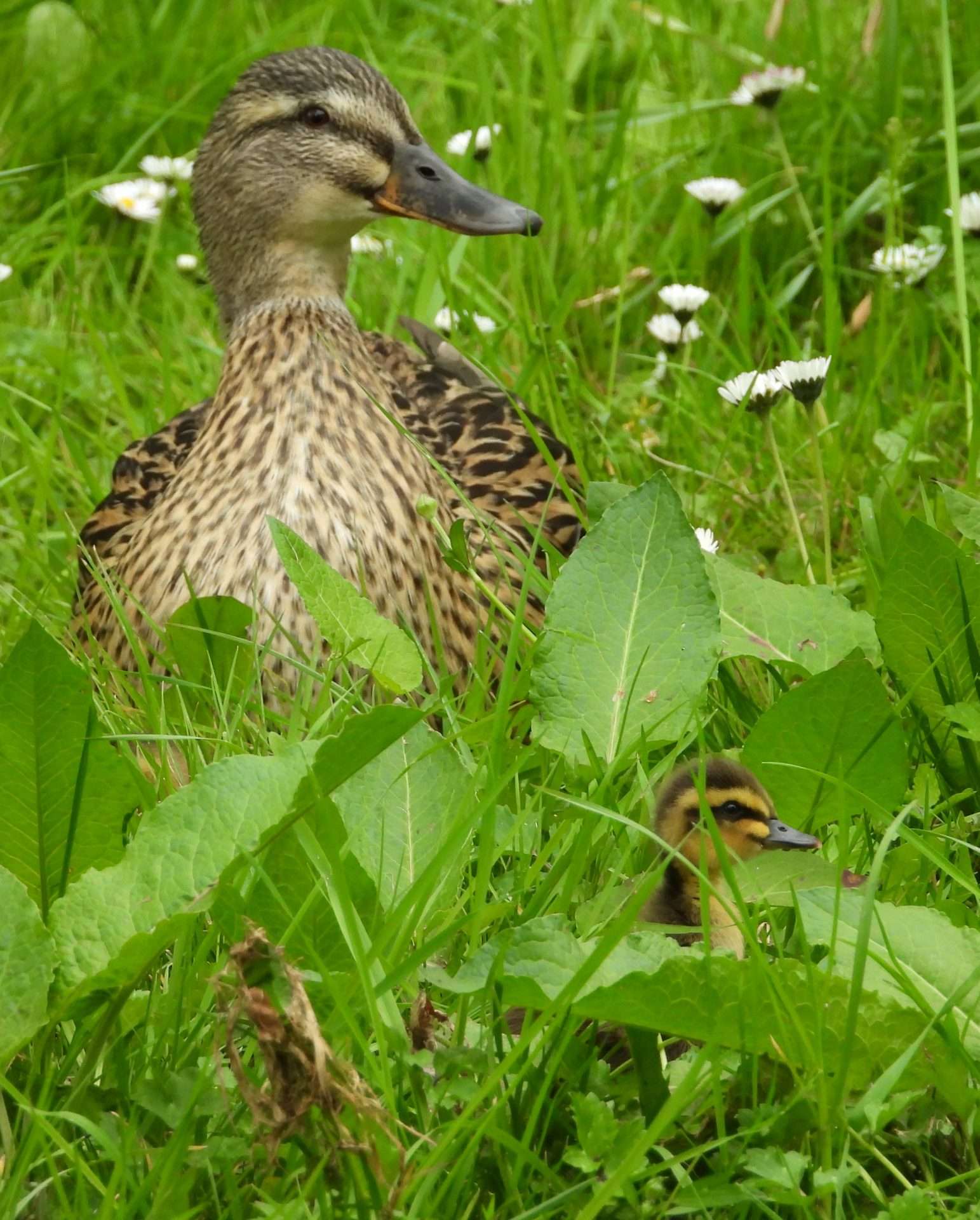 Mallard at Haytor Grange by Kenneth Bradley - Devon Birds