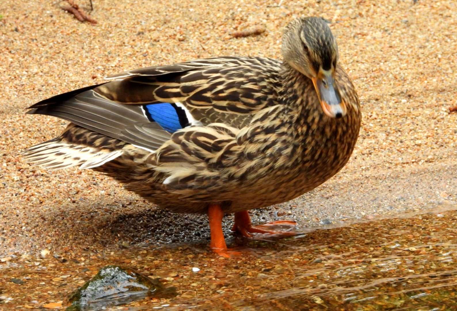 Mallard at Parke NT by Kenneth Bradley - Devon Birds