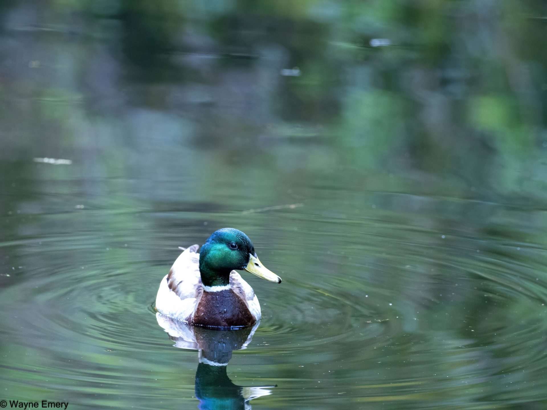 Mallard at Plym Bridge by Wayne Emery - Devon Birds