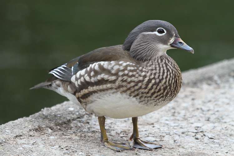 Mandarin Duck at Saltram estate. by Alan Livsey - Devon Birds