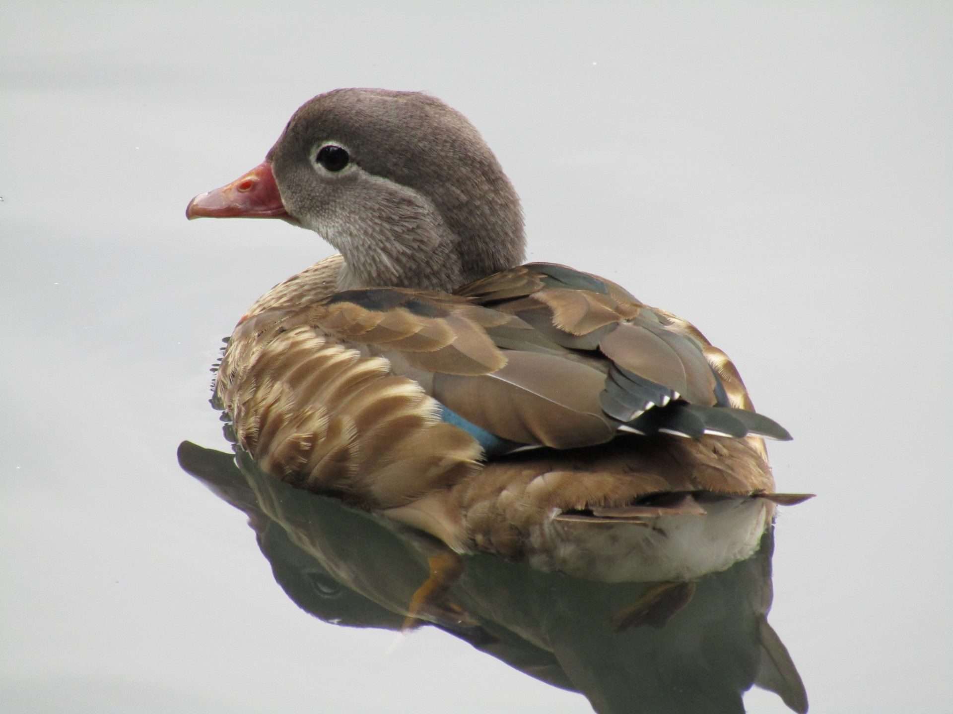 Mandarin Duck at Saltram by Elizabeth Mulgrew - Devon Birds