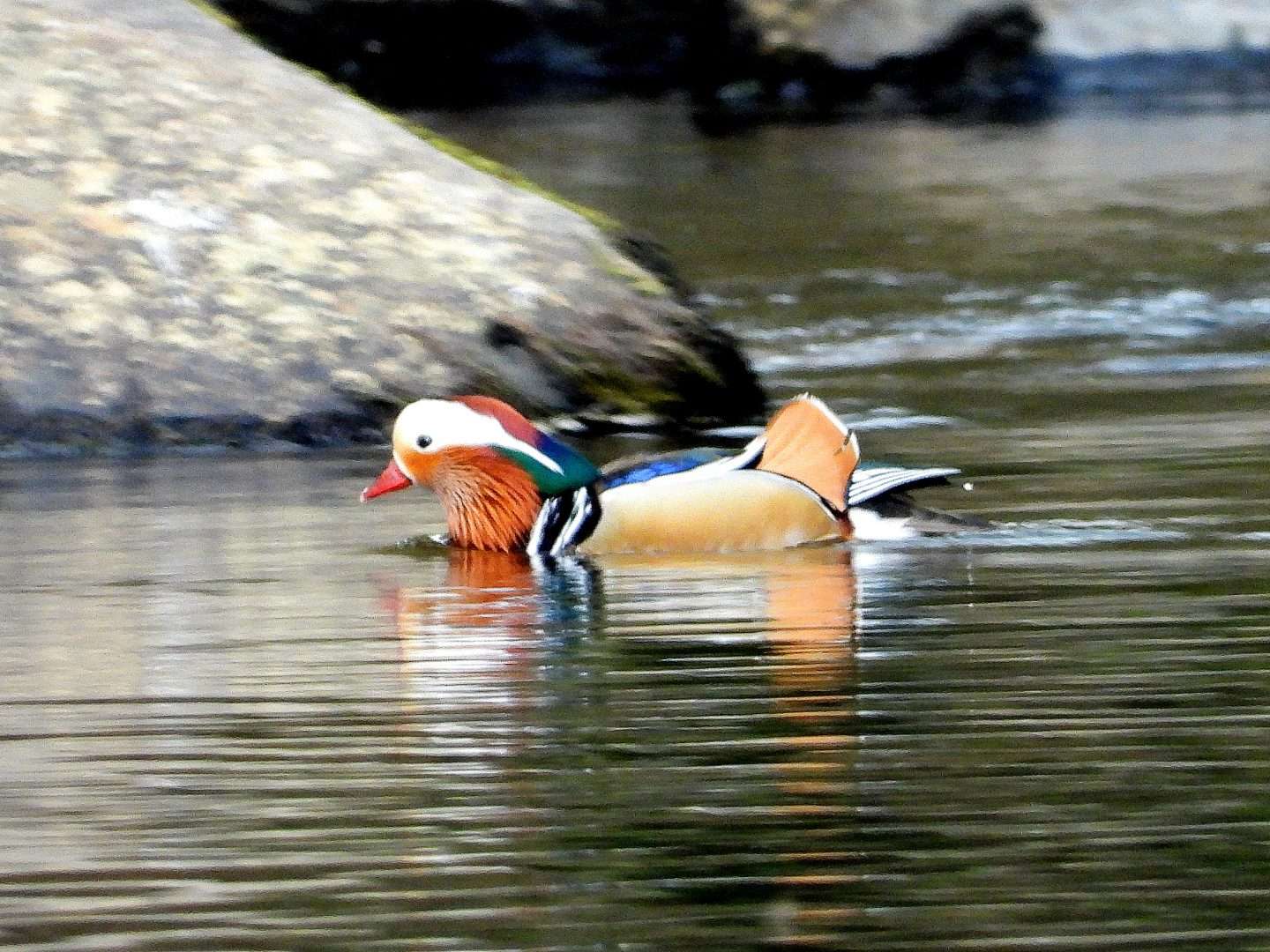Mandarin Duck at Blackadon DWT by Kenneth Bradley - Devon Birds