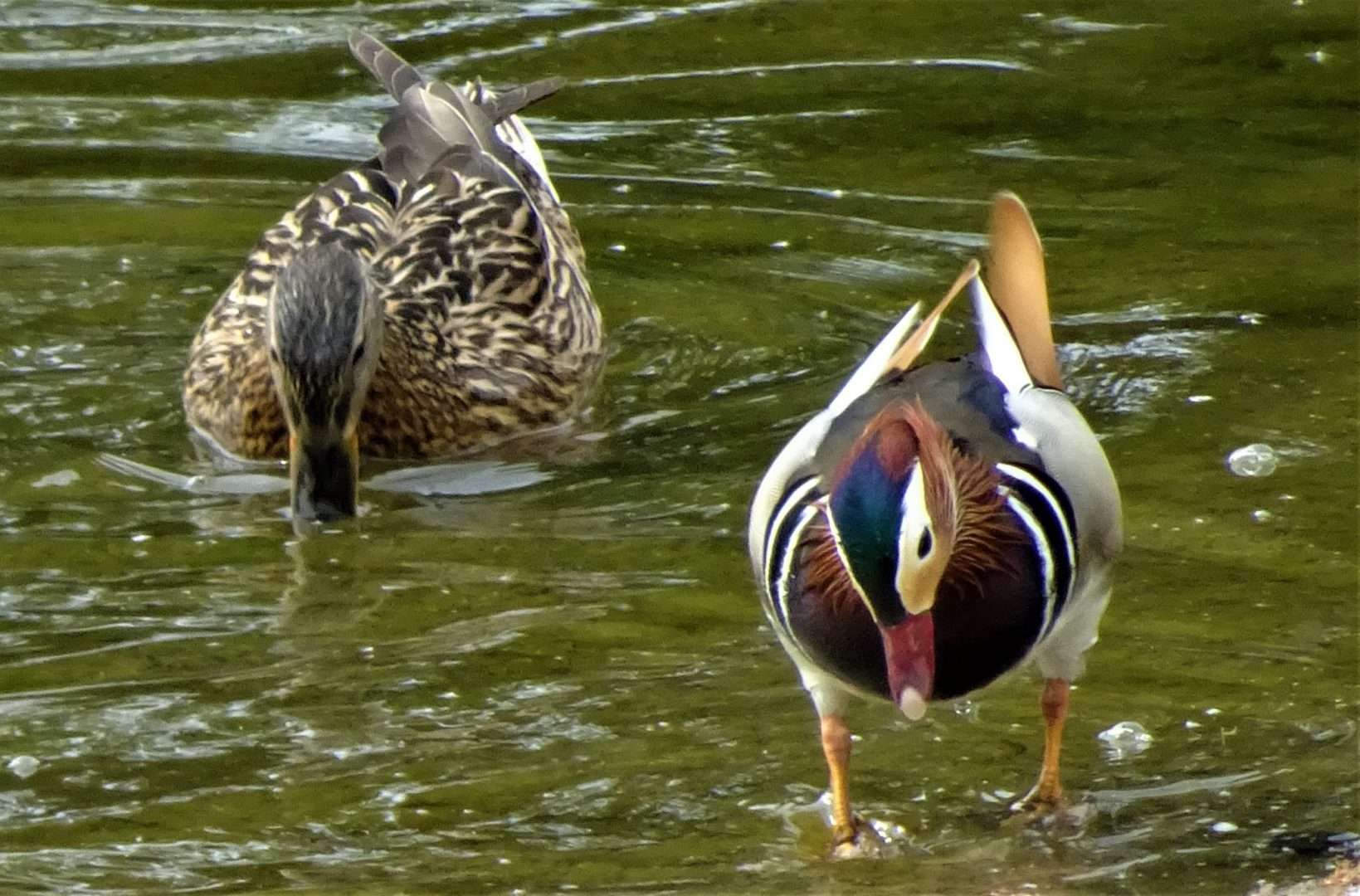 Mandarin Duck at Decoy park by Kenneth Bradley - Devon Birds