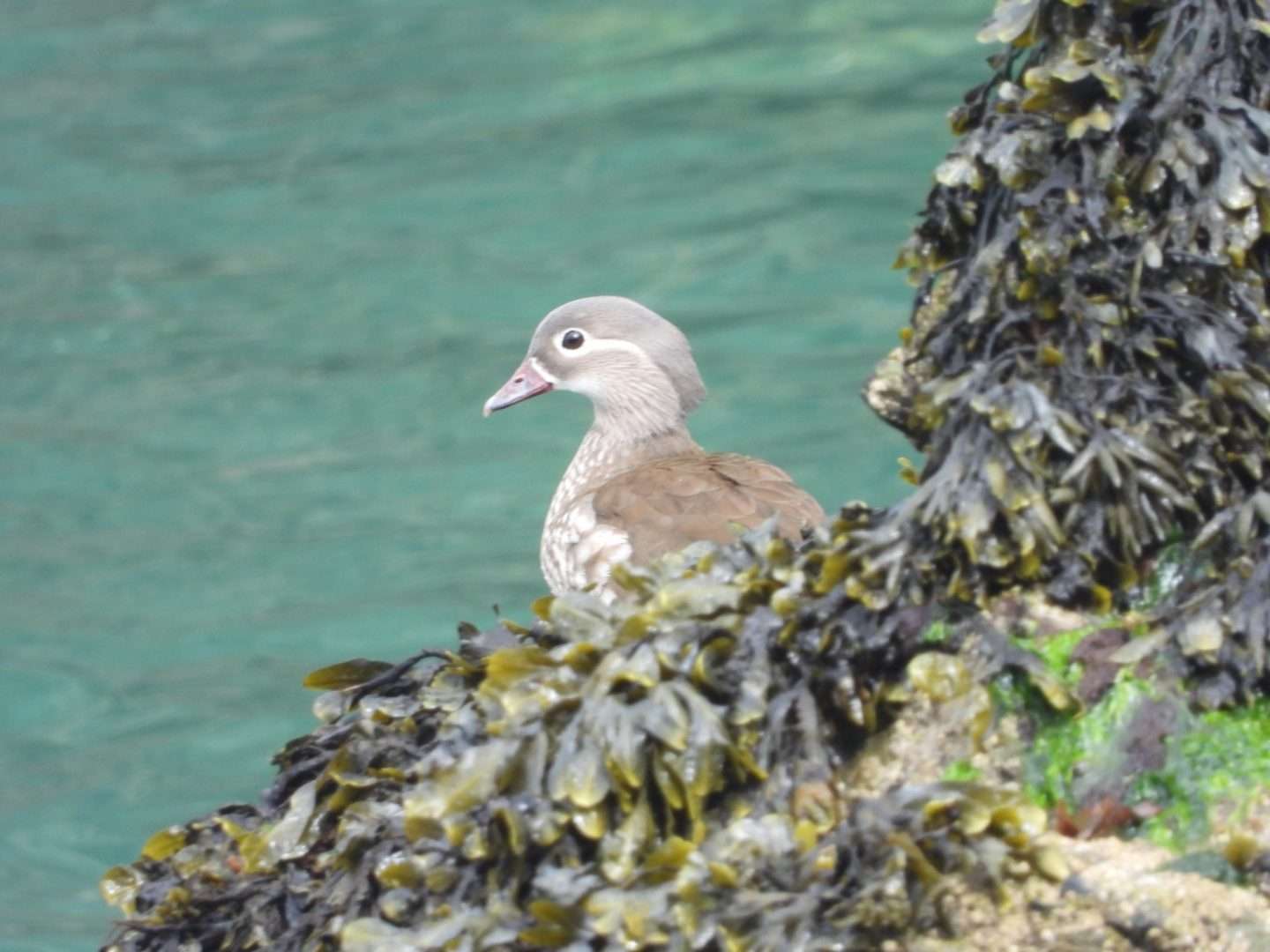 Mandarin Duck at Lundy island by Kenneth Bradley - Devon Birds