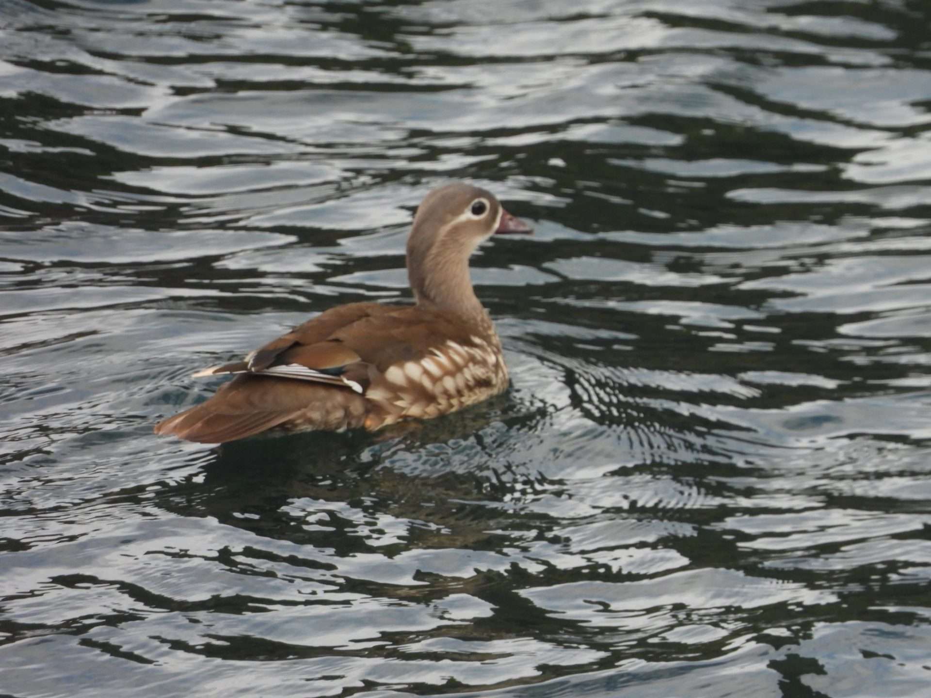 Mandarin Duck at Lundy island by Kenneth Bradley - Devon Birds