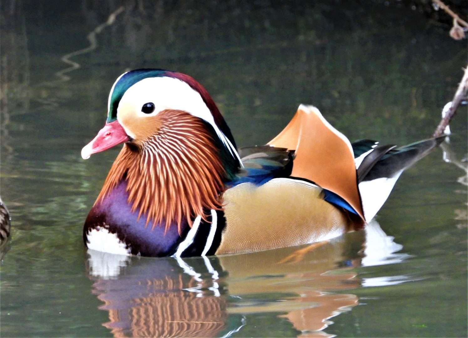 Mandarin Duck at Stover by Kenneth Bradley - Devon Birds