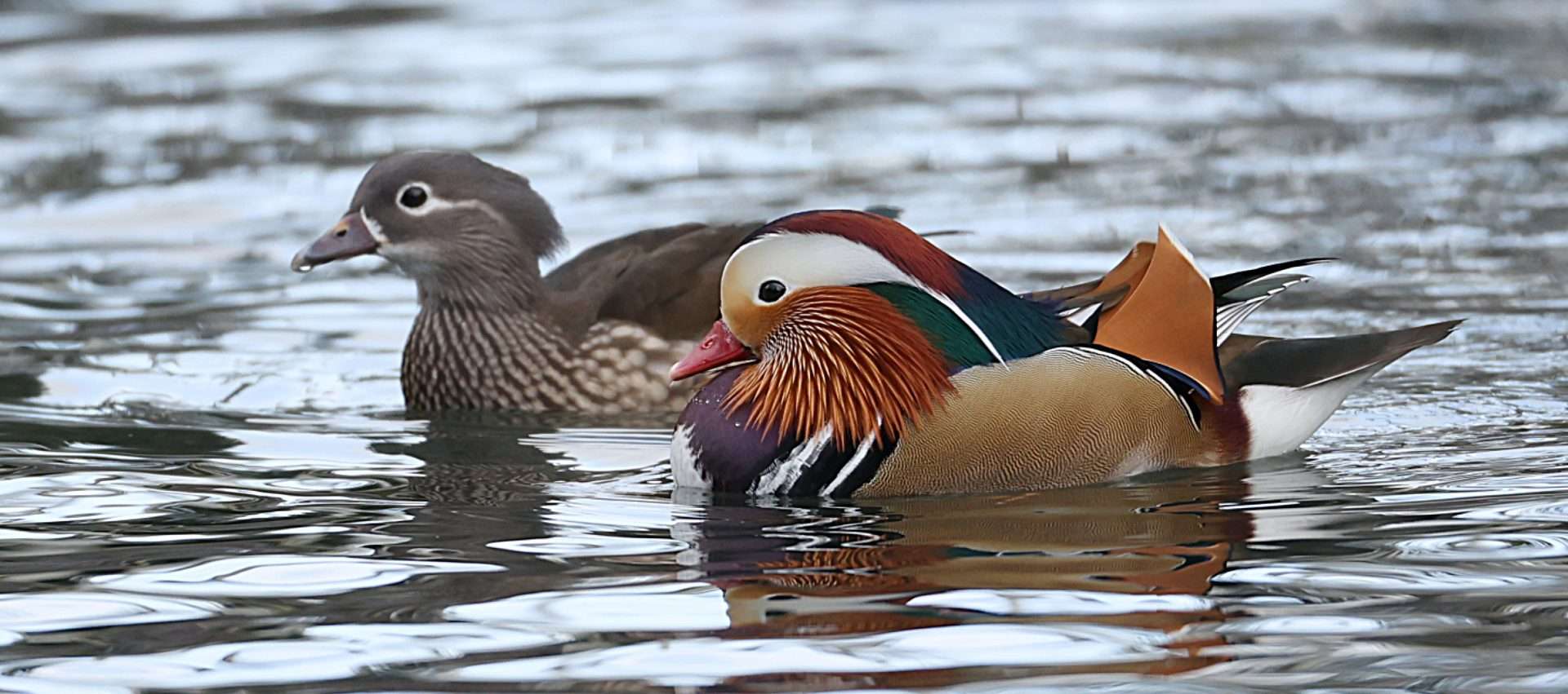 Mandarin Duck at Saltram by Steve Hopper - Devon Birds
