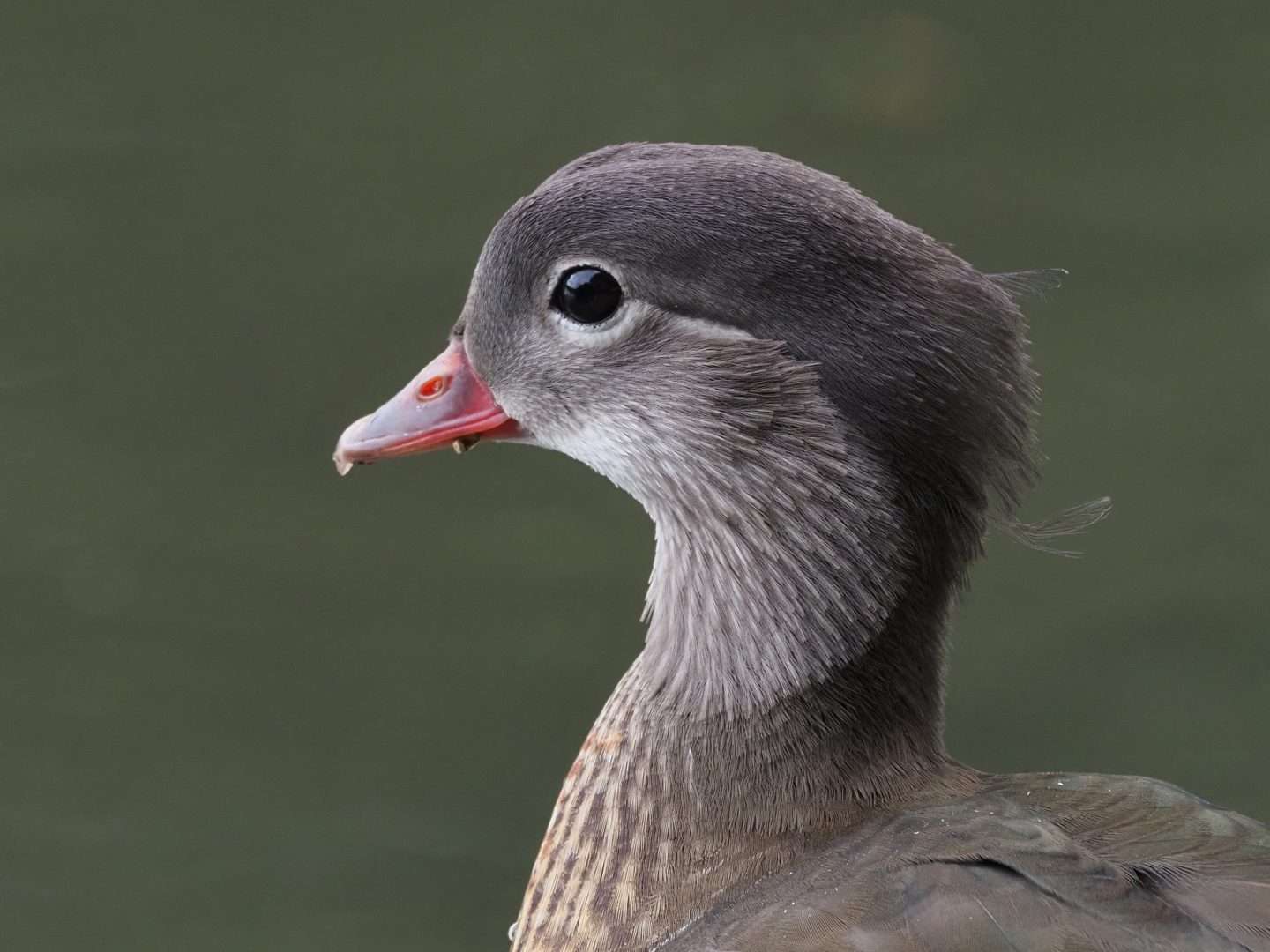 Mandarin Duck at Stover by Tom Wallis - Devon Birds
