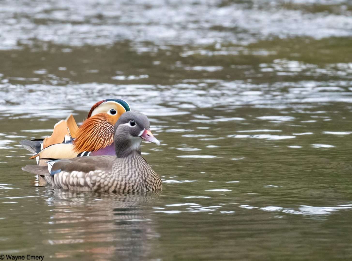 Mandarin Duck at Plym Bridge by Wayne Emery - Devon Birds