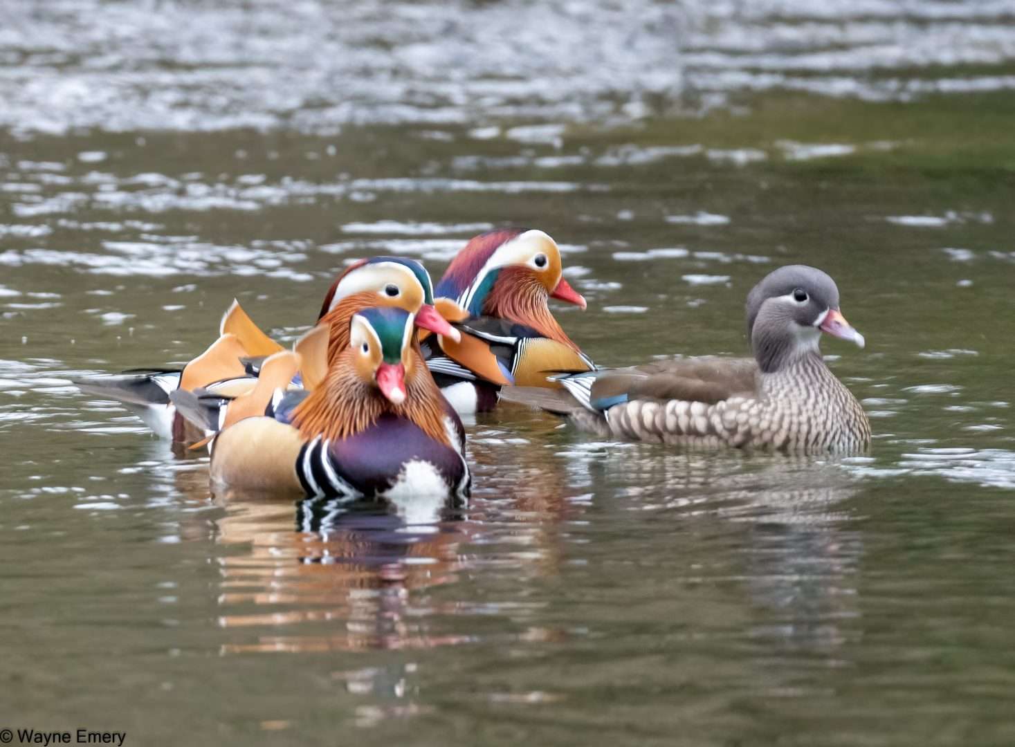 Mandarin Duck at Plym Bridge by Wayne Emery - Devon Birds
