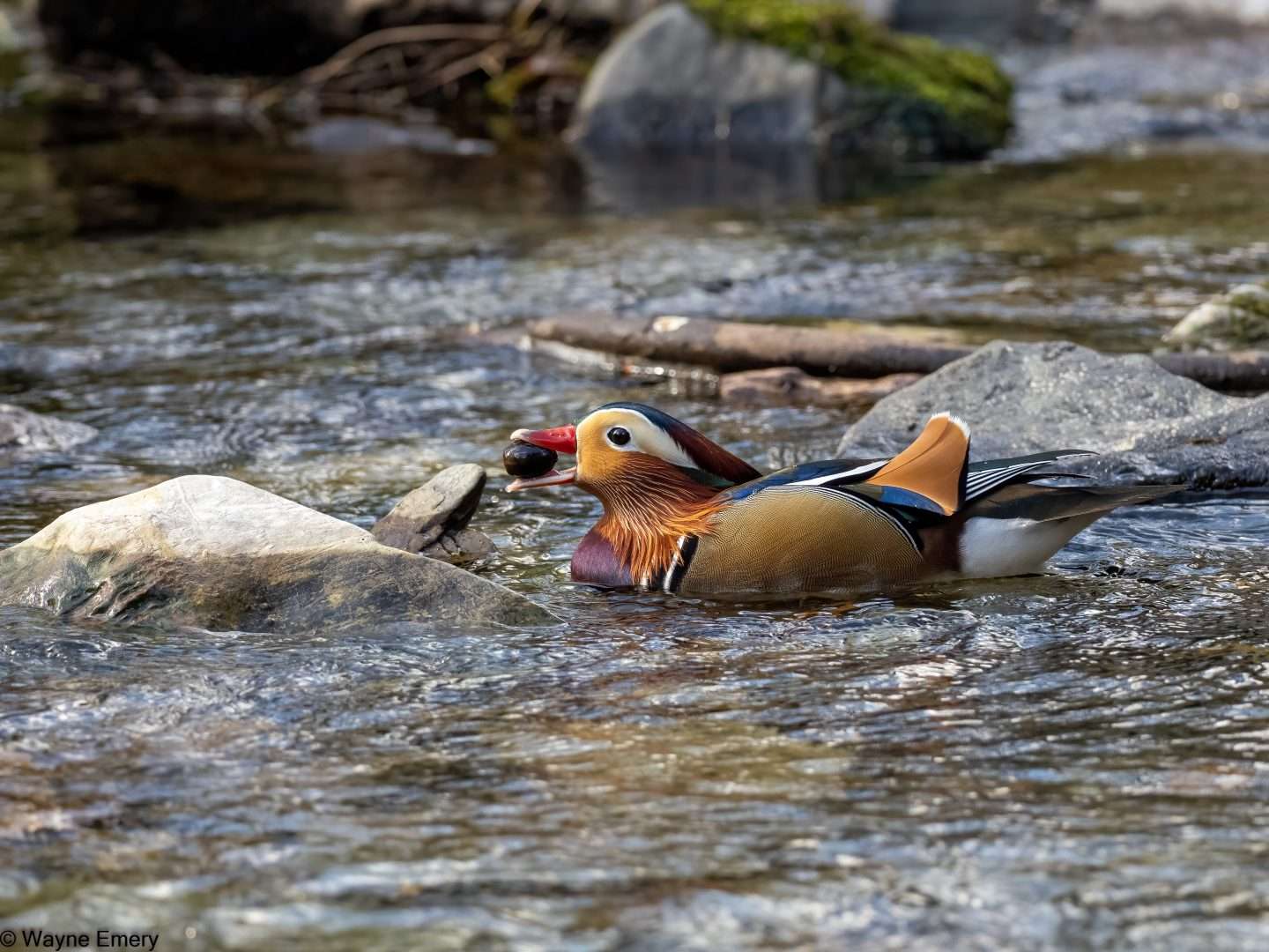 Mandarin Duck at Plym Bridge by Wayne Emery - Devon Birds