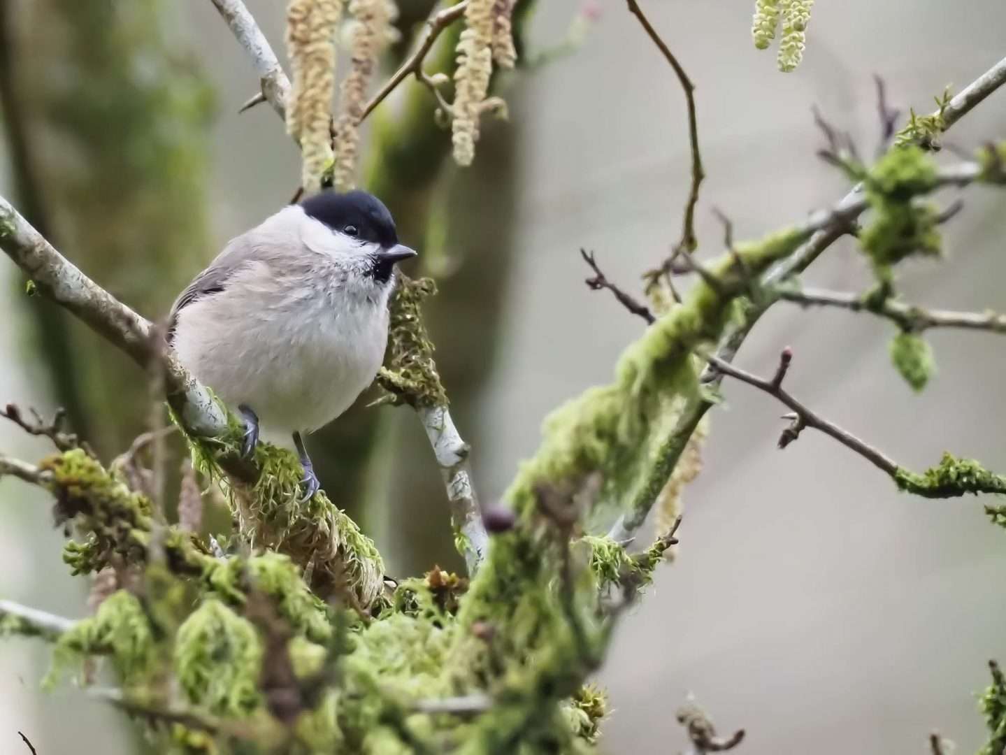 Marsh Tit at Saltram by Wayne Emery - Devon Birds