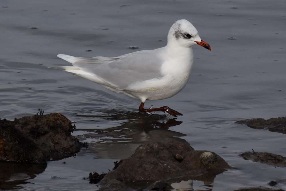 Med Gull at Mount Batten, plymouth by Greg Bradbury - Devon Birds