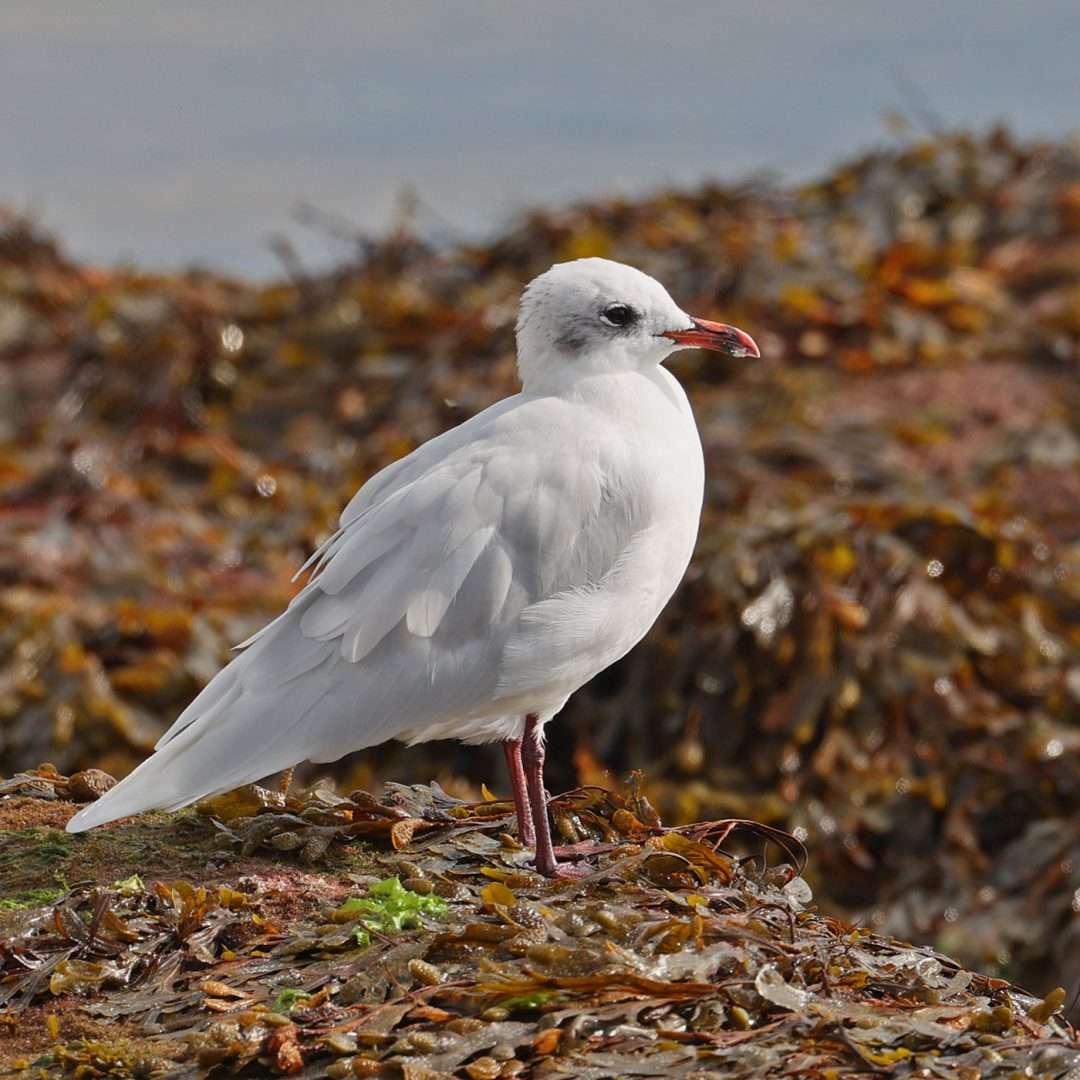 Mediterranean Gull at Marine Parade, Paignton by Steve Hopper - Devon Birds