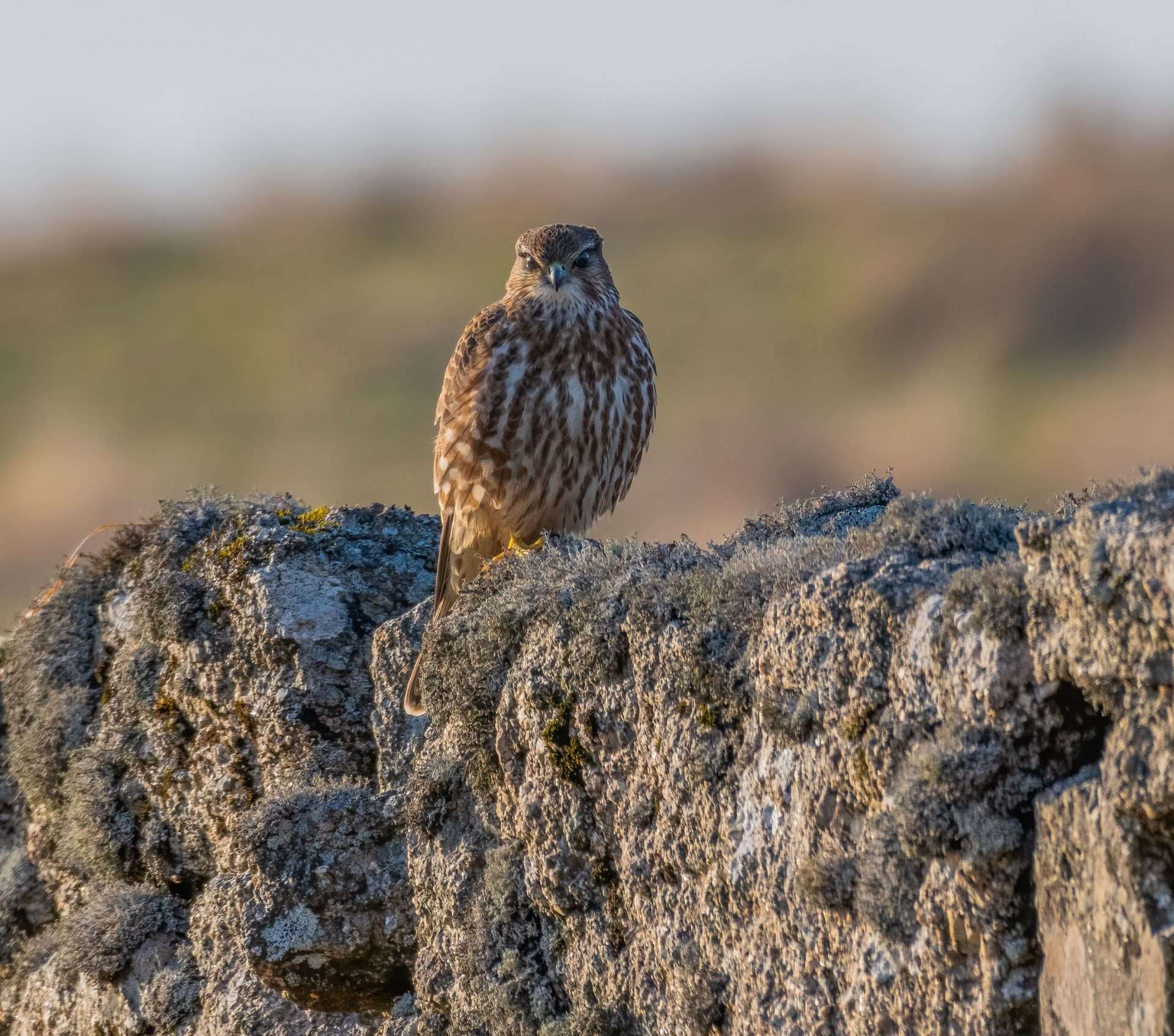Merlin at Dartmoor by Mark Sturman - Devon Birds