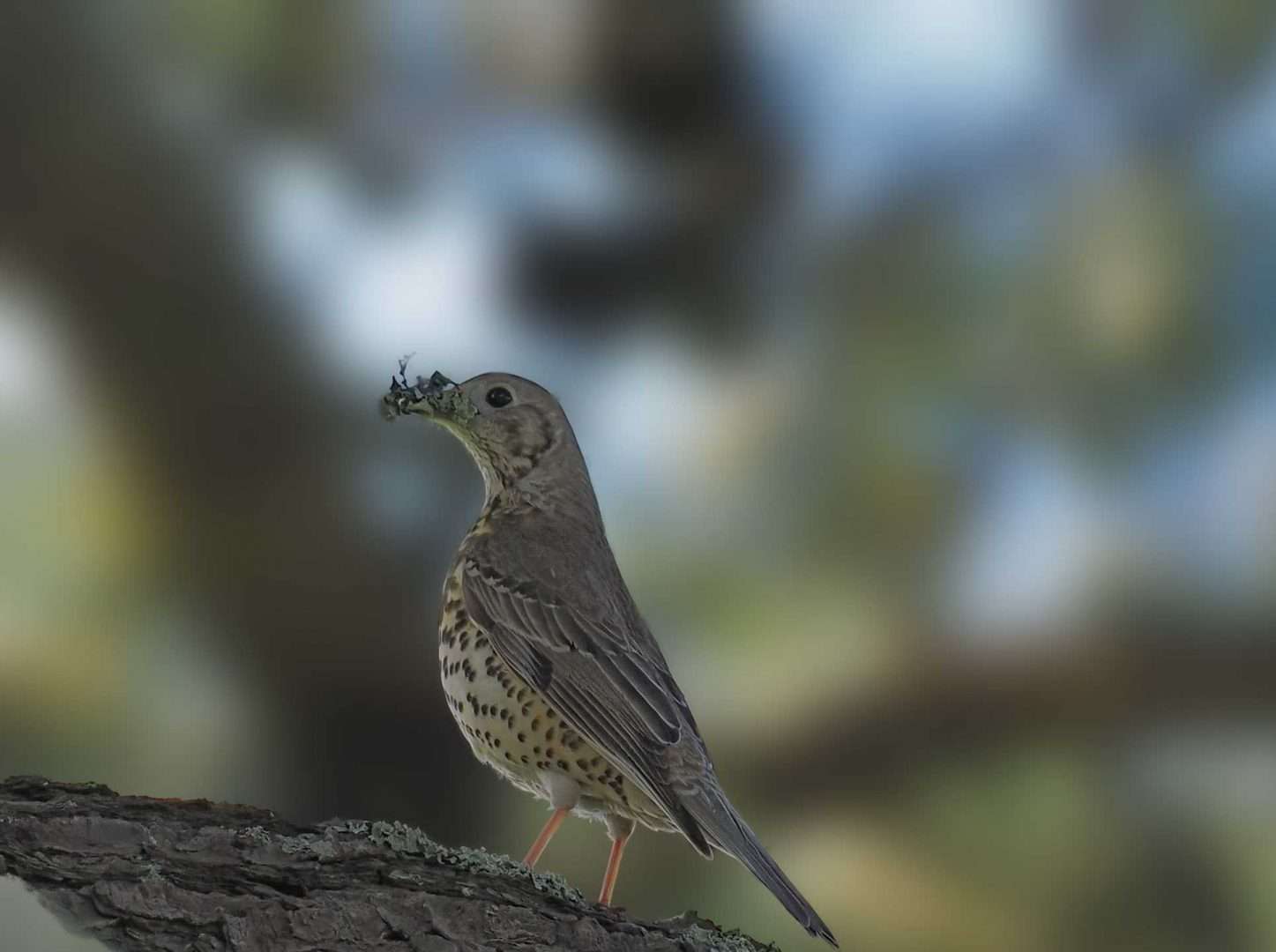 Mistle Thrush at saltram by Wayne Emery - Devon Birds