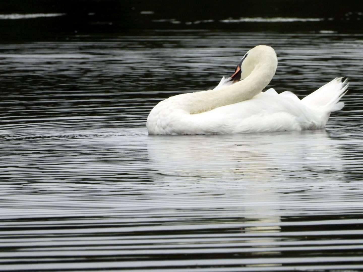 Mute Swan at Exminster Marshes RSPB by Kenneth Bradley - Devon Birds