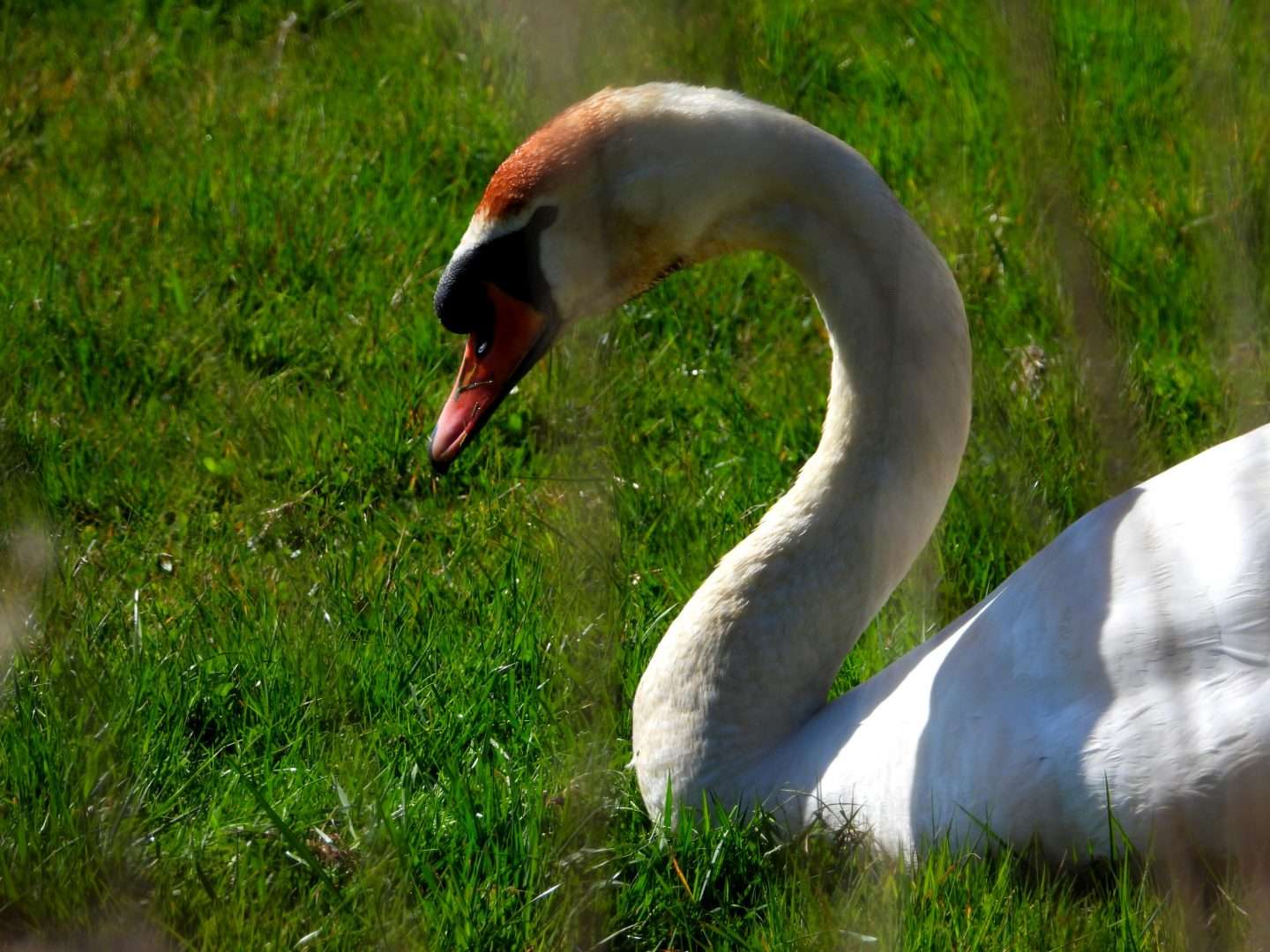 Mute Swan at Exminster marshes RSPB by Kenneth Bradley - Devon Birds