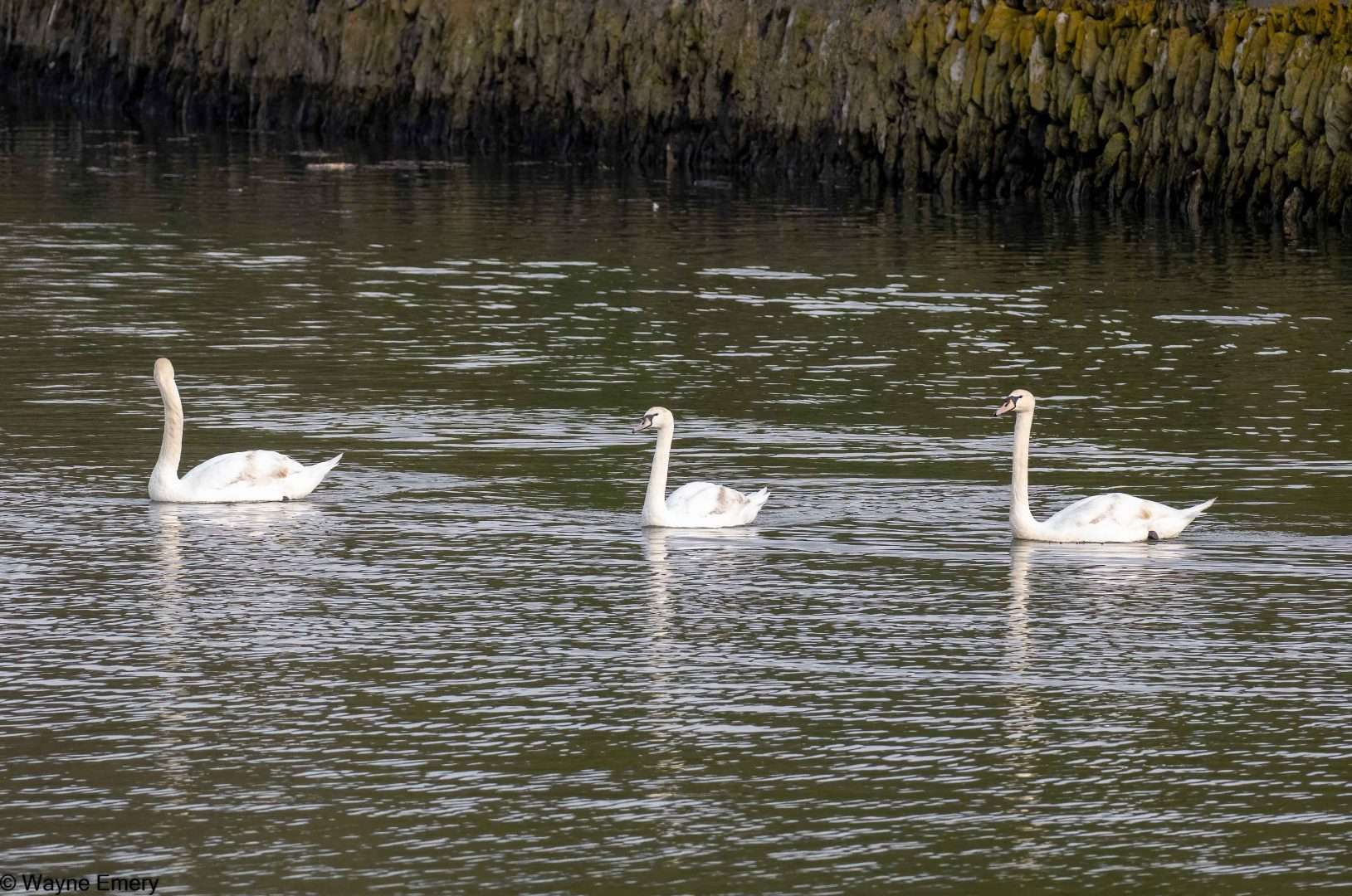 Mute Swan at River Plym by Wayne Emery - Devon Birds