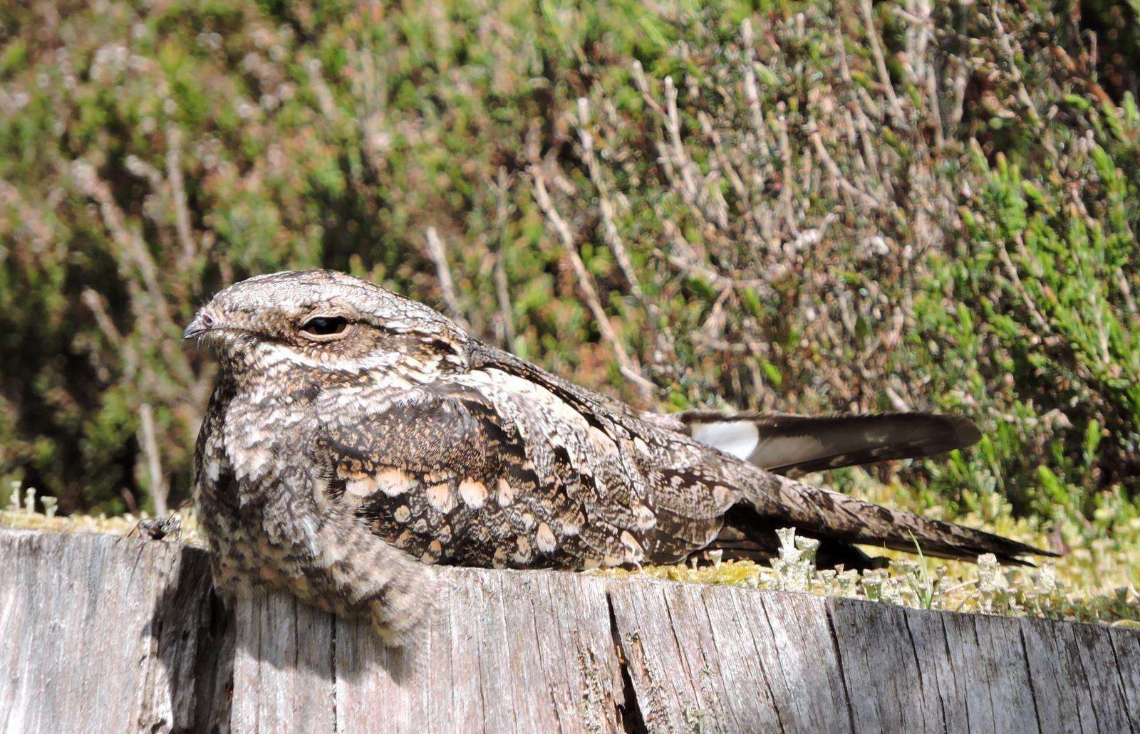 Nightjar at Soussons by Bob Barrow - Devon Birds