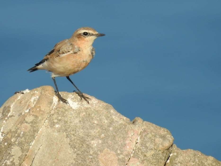 Northern Wheatear Juvenile at Baggy Point by Phil and Sue Naylor ...