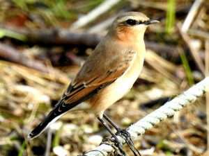 Northern Wheatear at Horsey Island by Phil and Sue Naylor - Devon Birds