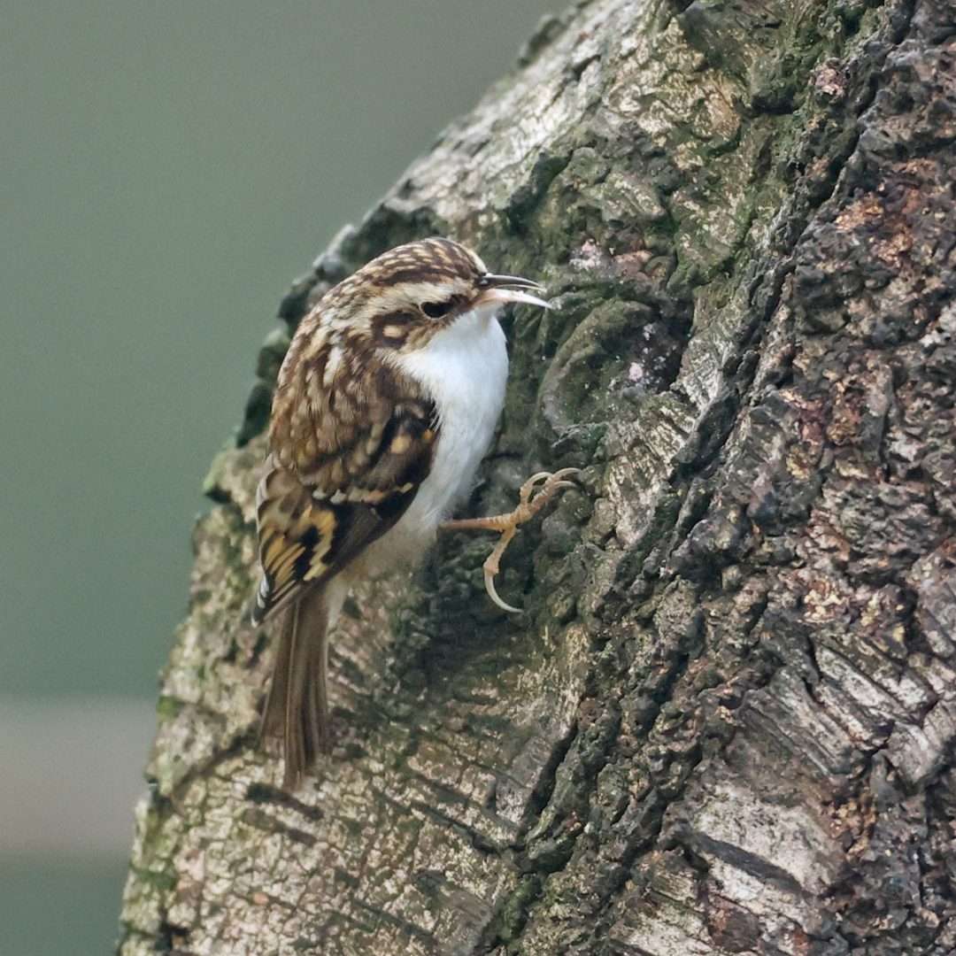 Nuthatch at Haldon by Steve Hopper - Devon Birds