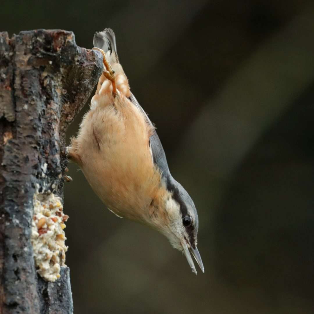Nuthatch at South Brent by Steve Hopper - Devon Birds