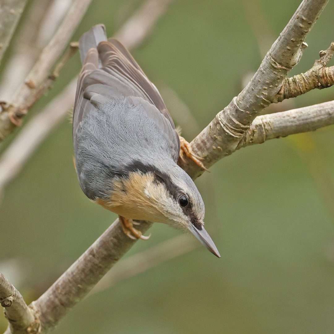Nuthatch at South Brent by Steve Hopper - Devon Birds