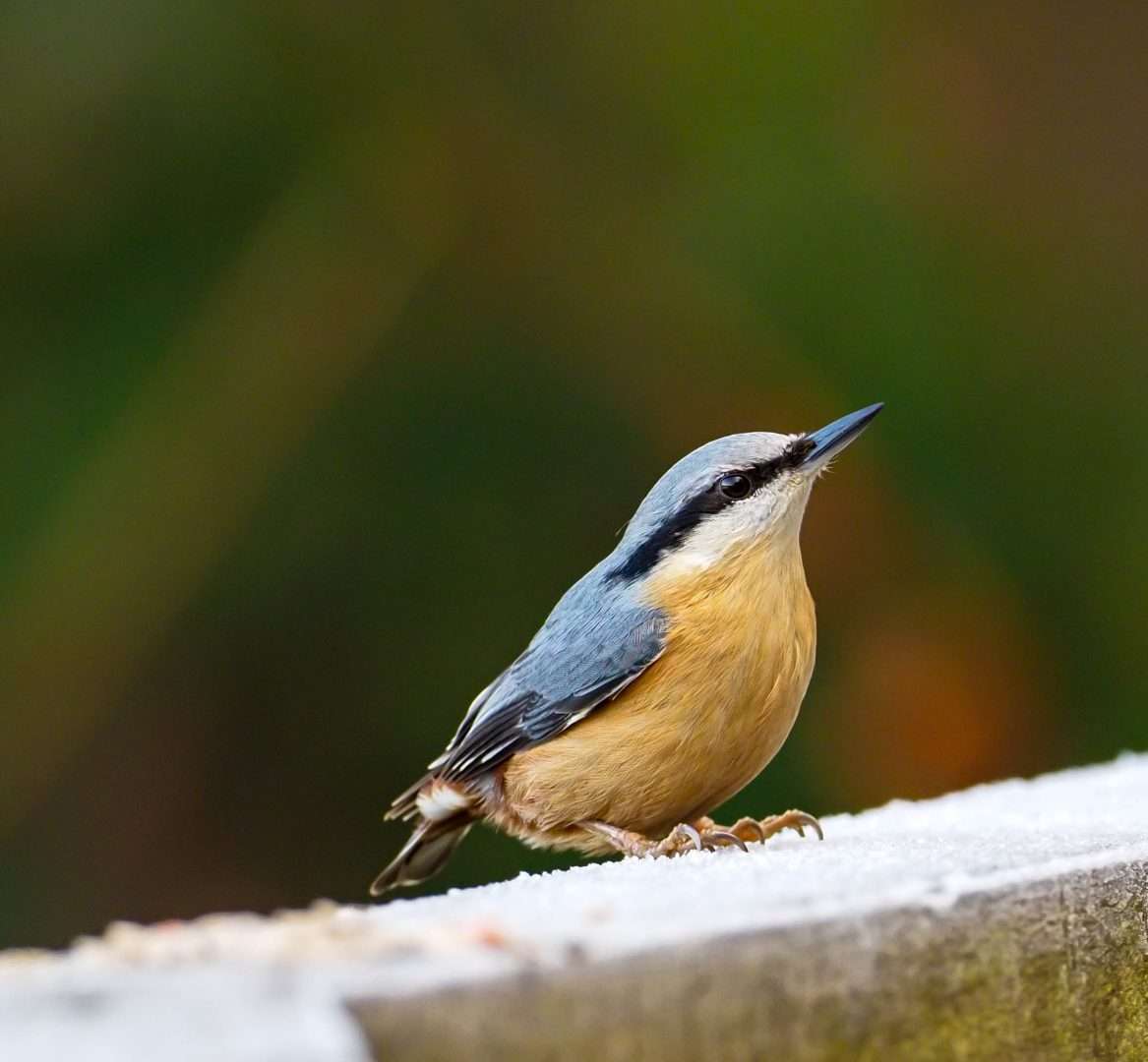 Nuthatch at Saltram by Wayne Emery - Devon Birds