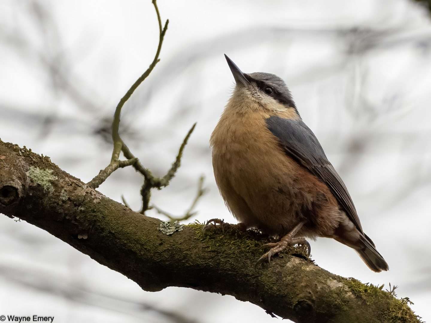 Nuthatch at Saltram by Wayne Emery - Devon Birds