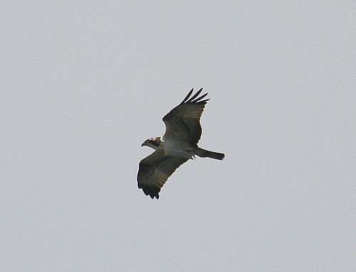 Osprey at Warleigh Point / Tamar & Tavy confluence. by Alan Livsey ...