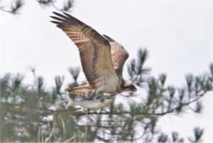Osprey at River Tavy by David Batten - Devon Birds