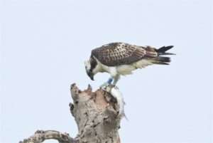 Osprey at Saltram Plymouth by David Batten - Devon Birds