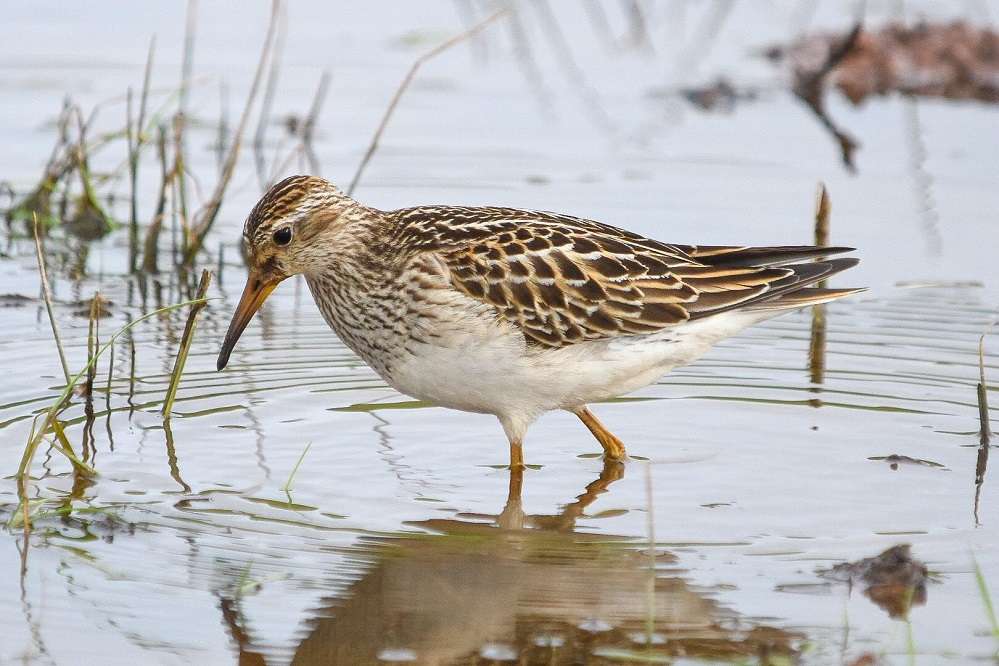Pectoral Sandpiper at South Huish Marsh by Duncan Leitch - Devon Birds