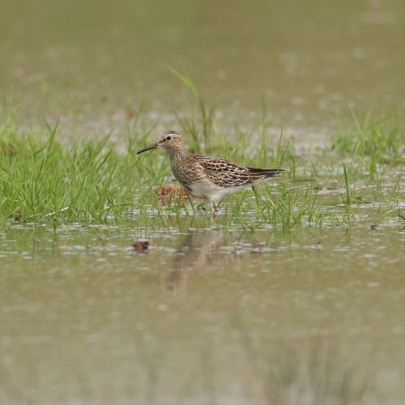 Pectoral Sandpiper at South Huish by Steve Hopper - Devon Birds