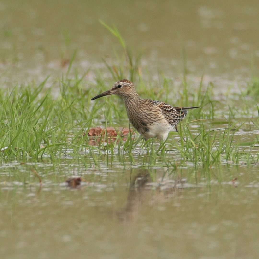 Pectoral Sandpiper at South Huish by Steve Hopper - Devon Birds