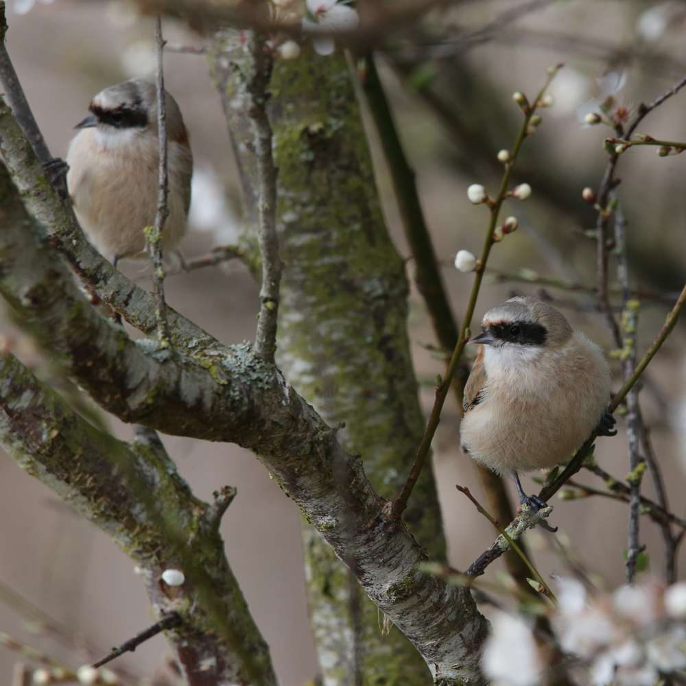 Penduline Tit at Darts Farm by Steve Hopper - Devon Birds
