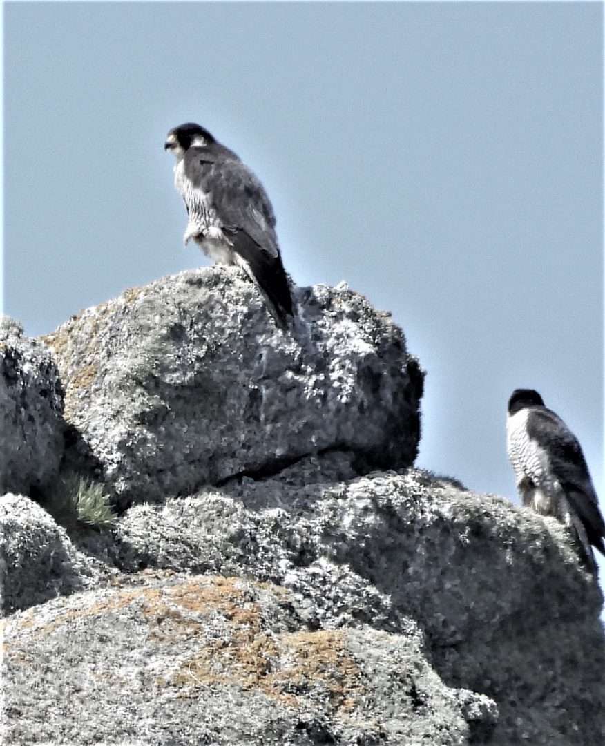 Peregrine at Lundy island by Kenneth Bradley - Devon Birds