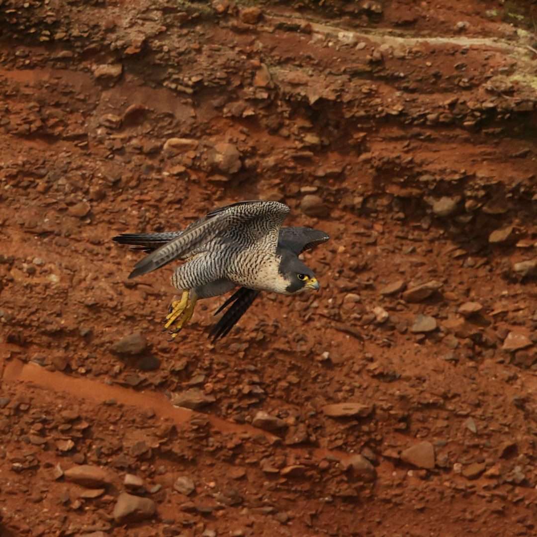 Peregrine at Devon by Steve Hopper - Devon Birds