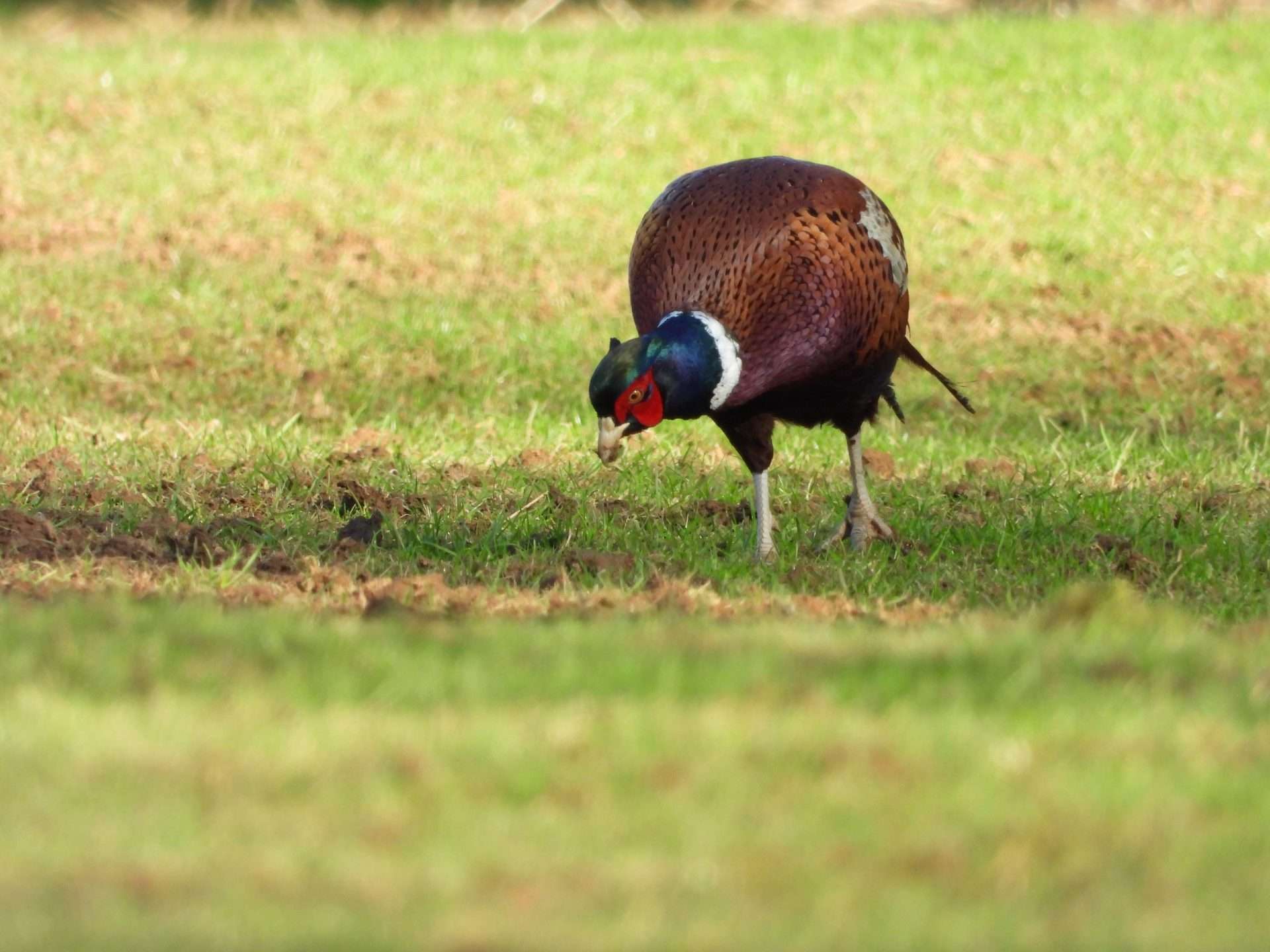 Pheasant at Dartington by Kenneth Bradley - Devon Birds