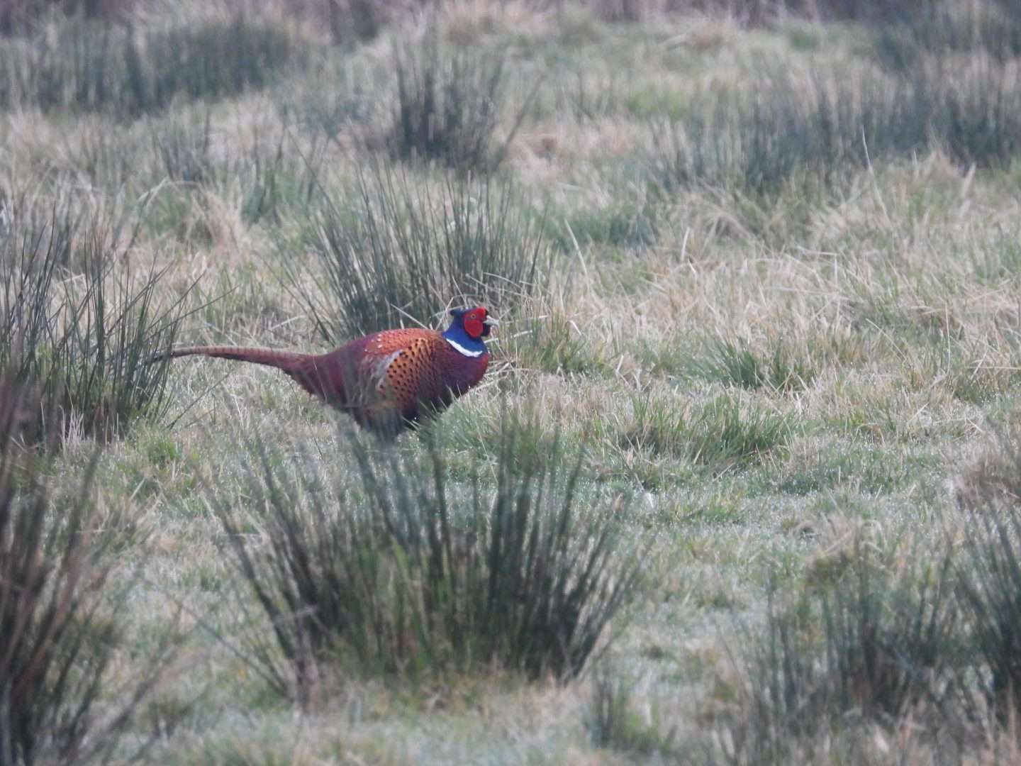Pheasant at Exminster marshes RSPB by Kenneth Bradley - Devon Birds