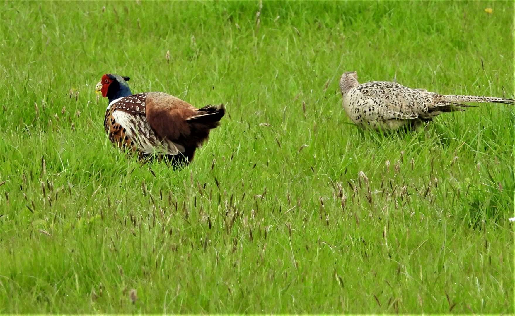 Pheasant at Exminster marshes RSPB by Kenneth Bradley - Devon Birds