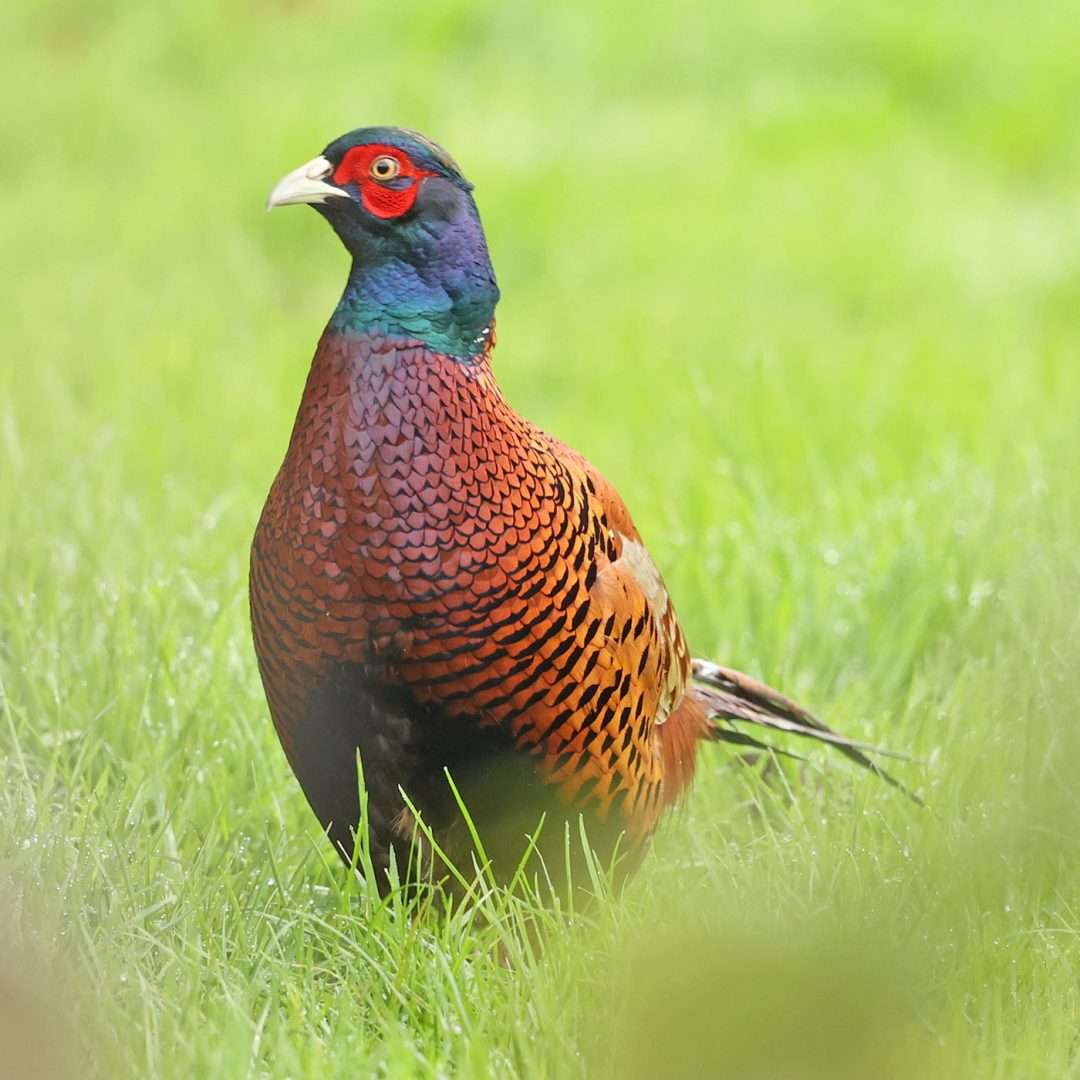 Pheasant at South Brent by Steve Hopper - Devon Birds