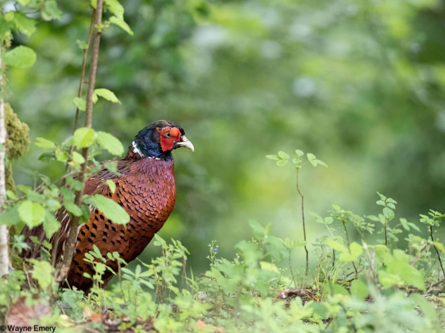 Pheasant at Plym Bridge Viaduct. by Wayne Emery - Devon Birds
