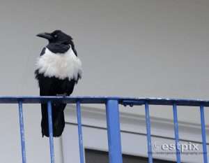 Pied Crow at Woolacombe by Ester Spears - Devon Birds