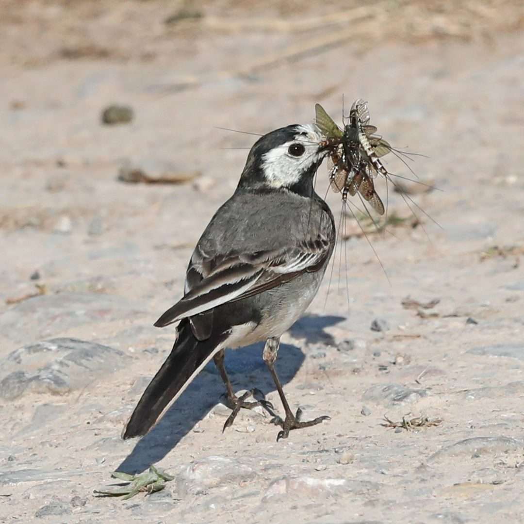 Pied Wagtail at Powderham by Steve Hopper - Devon Birds