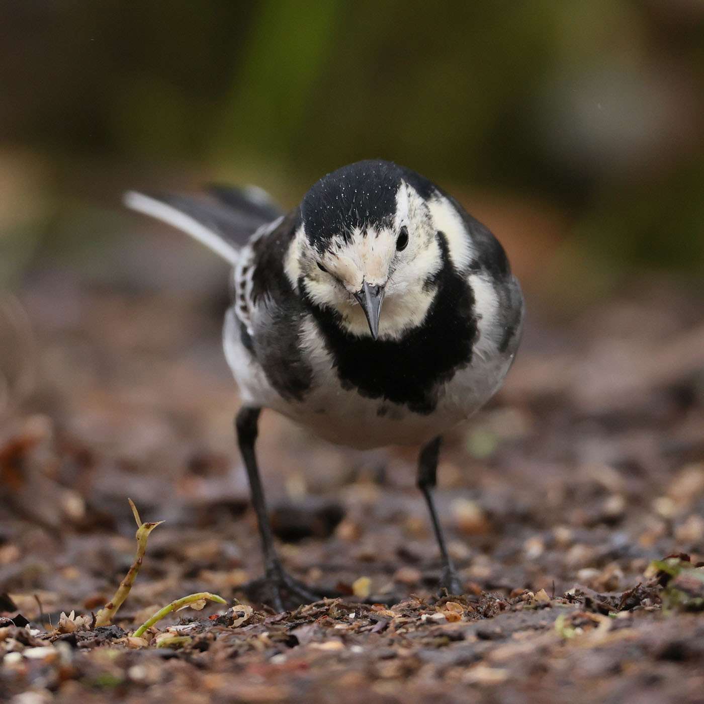 Pied Wagtail at South Brent by Steve Hopper - Devon Birds