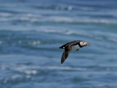 Puffin at Lundy Island by Wayne Emery - Devon Birds