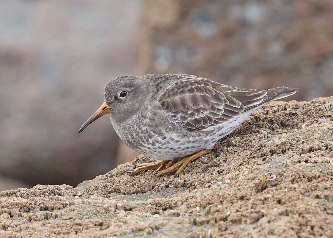 Purple Sandpiper at Haldon Pier, Torquay by Steve Hopper - Devon Birds